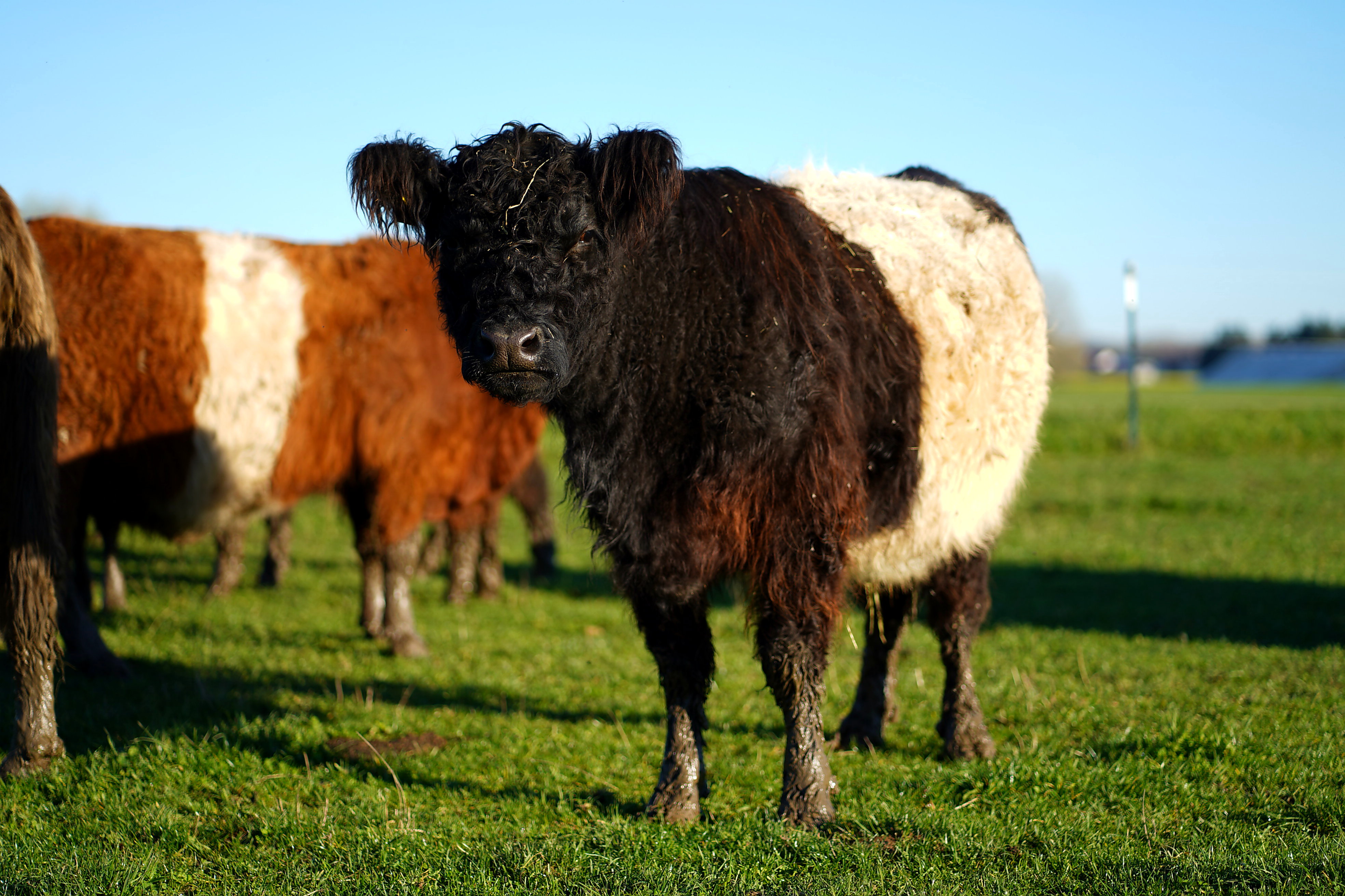 Belted Galloways von der Reit - Mutterkühe Black